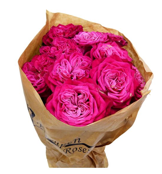 Rosa hol sheffield park 60