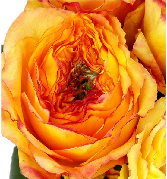 Rosa hol green island samoa 60