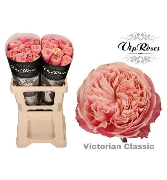Rosa hol victorian classic 60