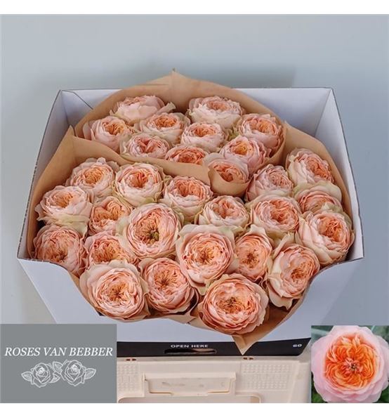 Rosa hol sweet harper 60