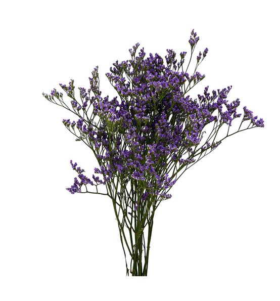 Limonium kansas blue 70