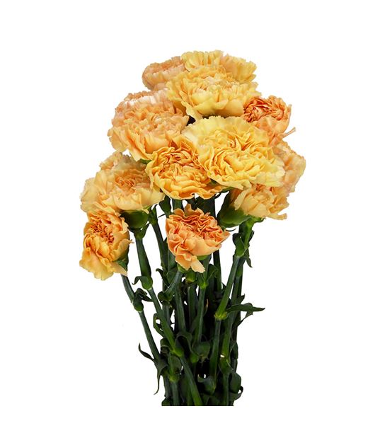 Clavel fancy caroline gold