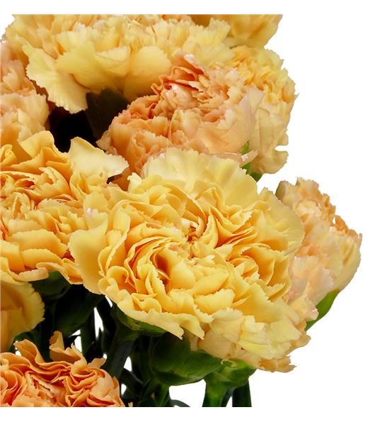 Clavel fancy caroline gold