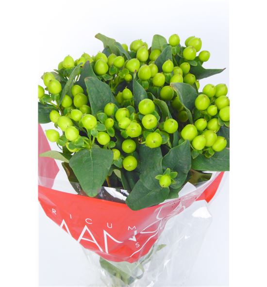 Hypericum selva romance 50