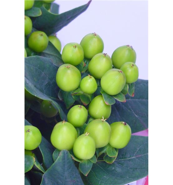 Hypericum selva romance 50