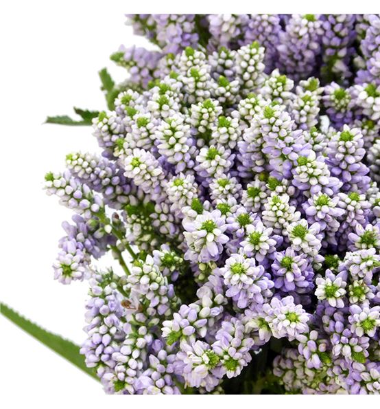 Veronica smart splash 50