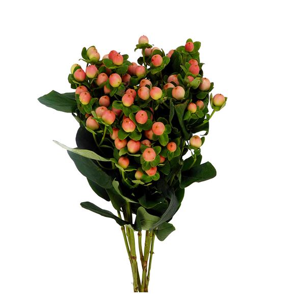 Hypericum ecu light pink 60