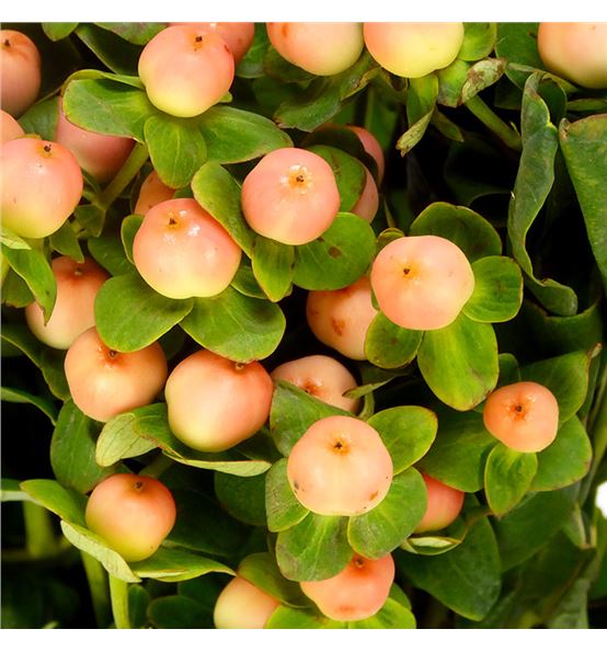 Hypericum ecu light pink 60