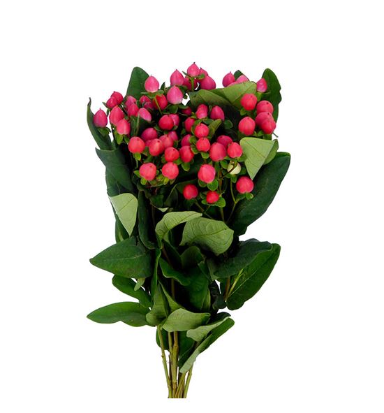 Hypericum ecu pink 60