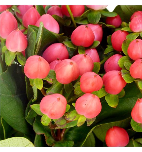 Hypericum ecu pink 60