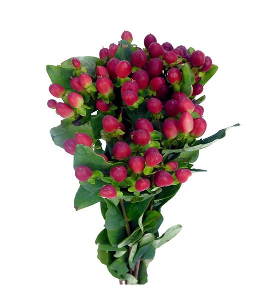 Hypericum ecu red 60