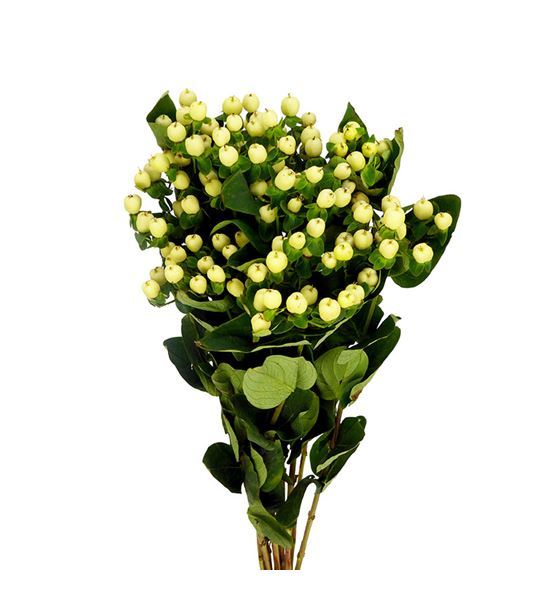 Hypericum ecu white 60