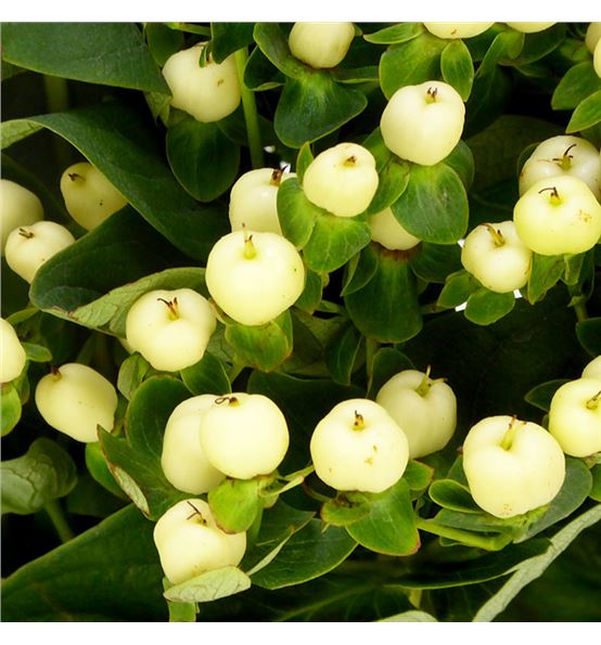 Hypericum ecu white 60