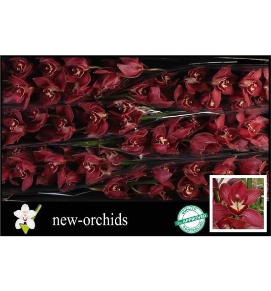 Cymb evening star x6