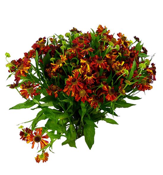 Helenium autumn fire 60