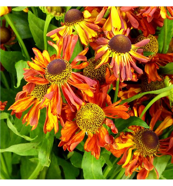 Helenium autumn fire 60