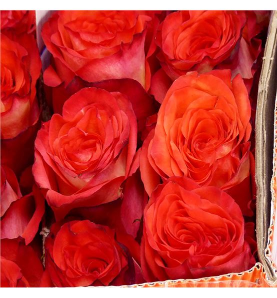 Rosa ecu high orange magic 40