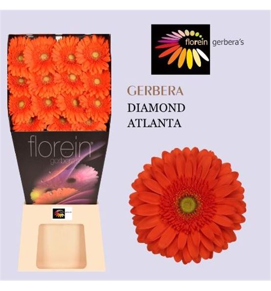 Gerbera atlanta 50 x15
