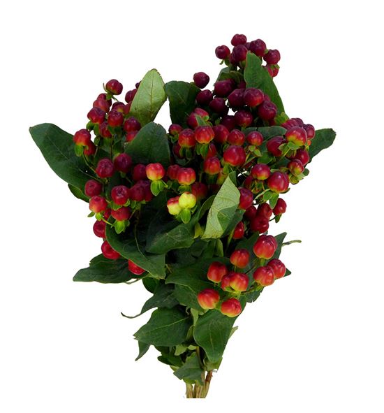 Hypericum ecu burgundy 60