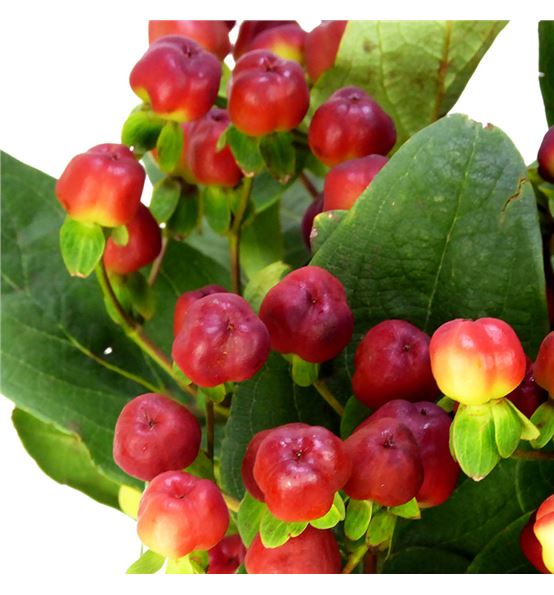 Hypericum ecu burgundy 60