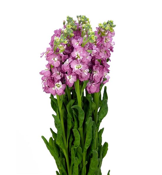 Matthiola stox rose pink 55