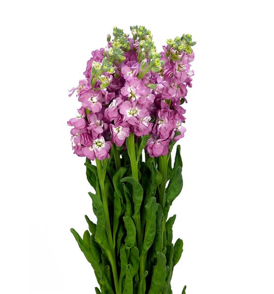 Matthiola stox rose pink 55