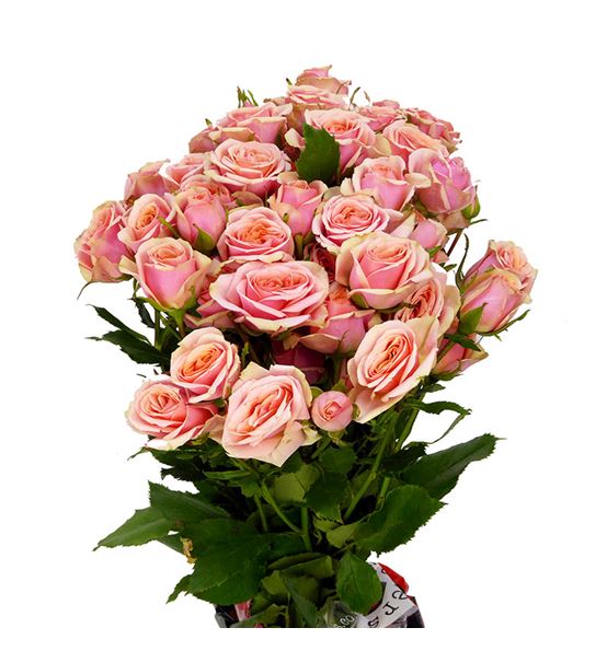 Rs ramificada classic rosever 50 - Bruflor