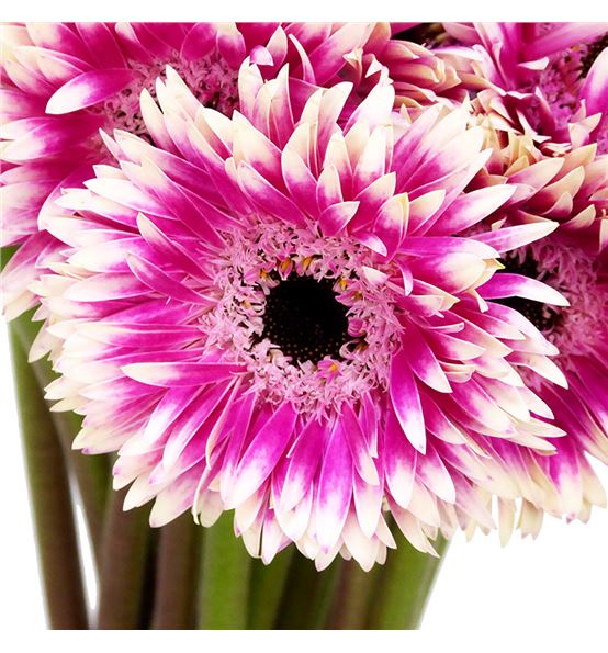 Gerb mini gerspider cyta 50