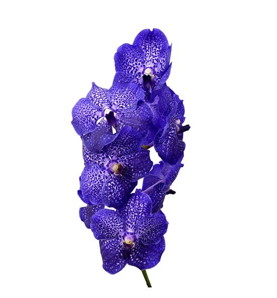 Vanda midnight blue x16