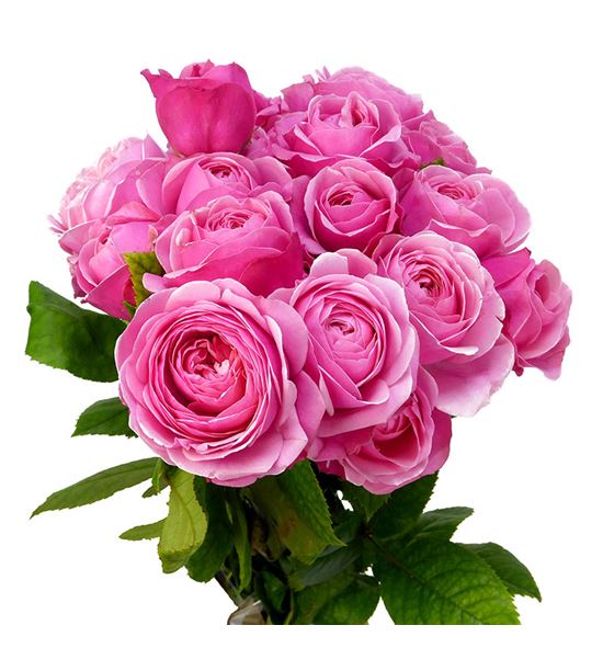 Rs ramificada silva pink 50