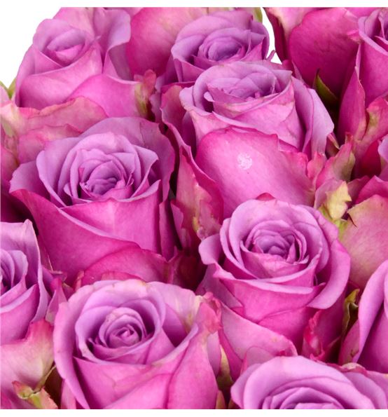 Rosa hol. cool water 60