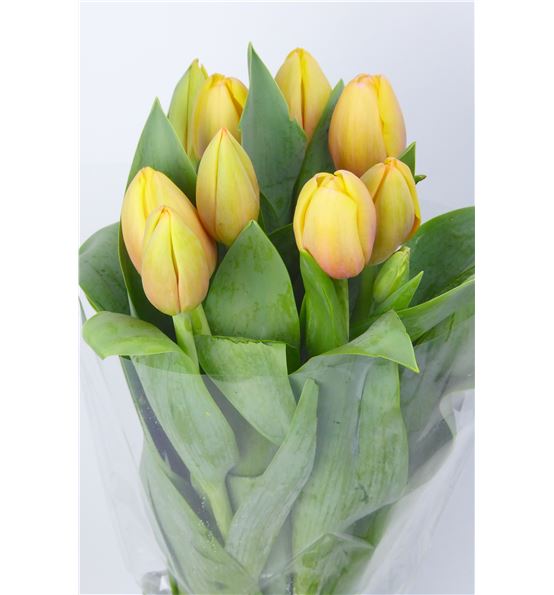 Tulipan nac marit