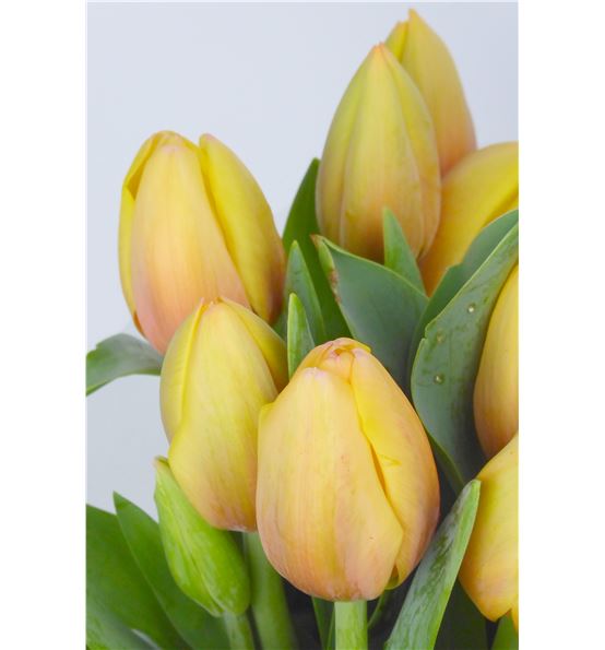 Tulipan nac marit