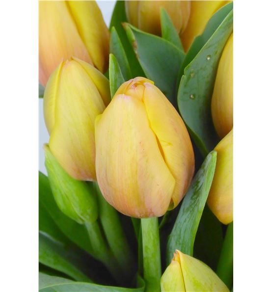 Tulipan nac marit
