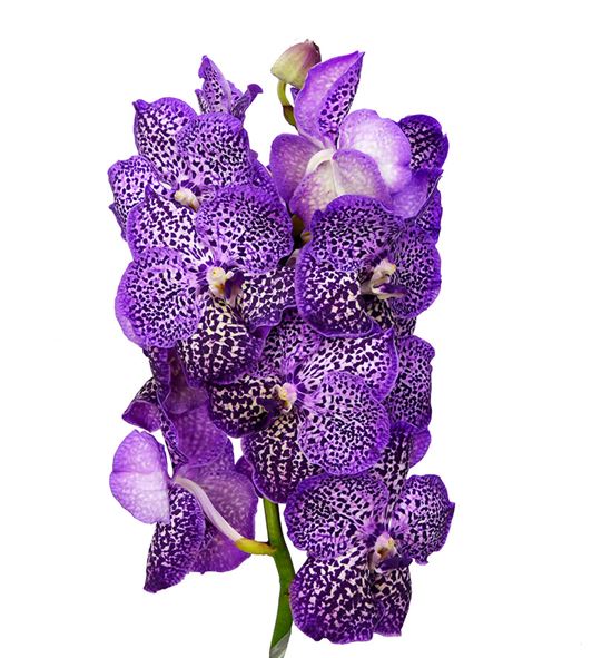 Vanda royal purple x16