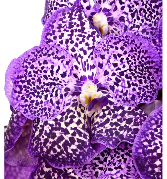 Vanda royal purple x16