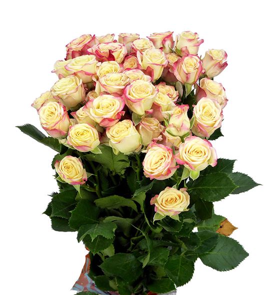 Rs ramificada candalicius 60