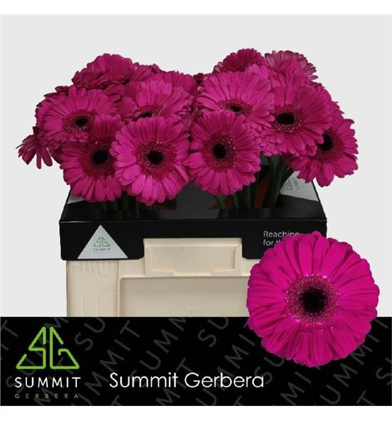 Gerbera zico 50 x10