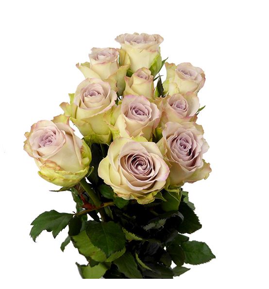 Rosa hol silver memory lane 60