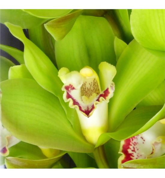 Cymbidium green giant x6