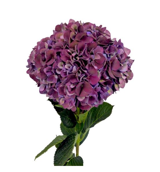 Hydr ruby glow classic 60 - Bruflor