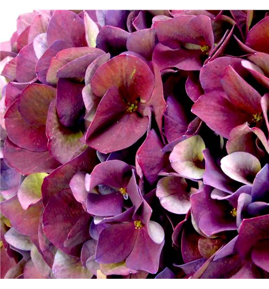 Hydr ruby glow classic 60 - Bruflor