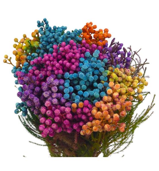 Kaaps berzelia lanuginosa teñida mix 50