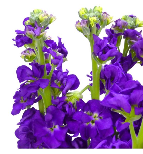 Matthiola iron purple 60