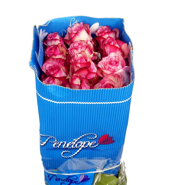 Rosa ecu magic times 40