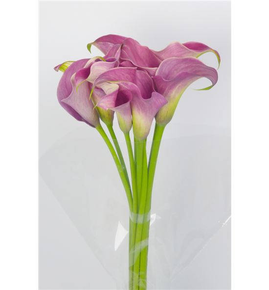 Cala captain romance 75