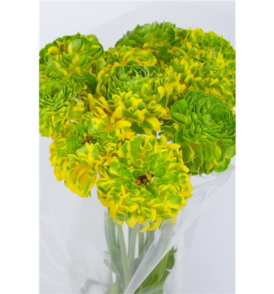 Ranunculo pon pon merlino 44