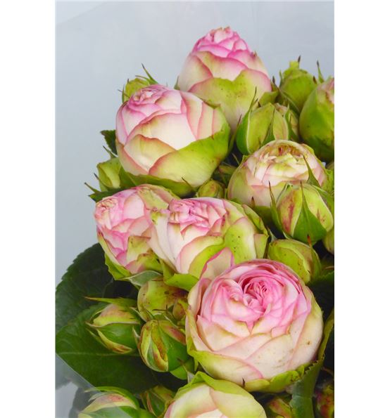 Rs ramificada charming piano 35