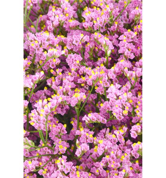 Limonium hot pink diamond 55