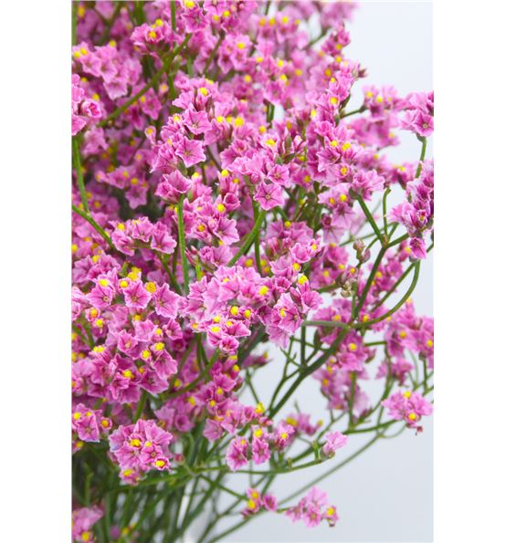 Limonium hot pink diamond 55